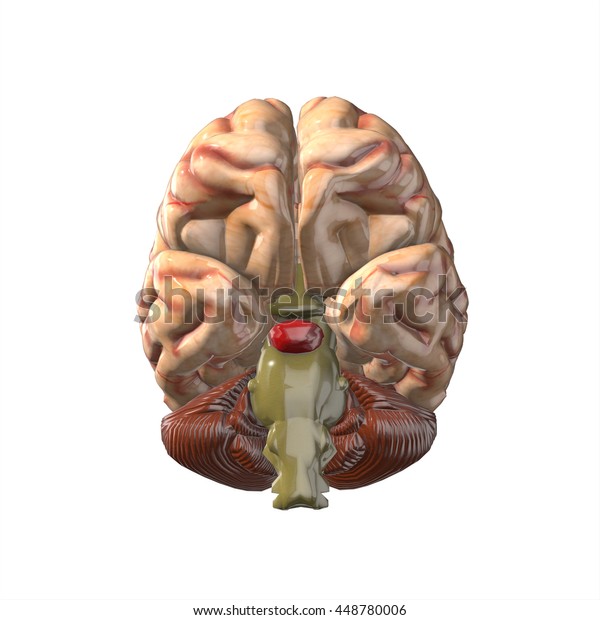 Human Brain Isolated White Background3d Render Stock Illustration ...