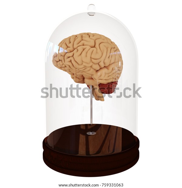 Human Brain Jar 3d Render Stock Illustration 759331063 | Shutterstock