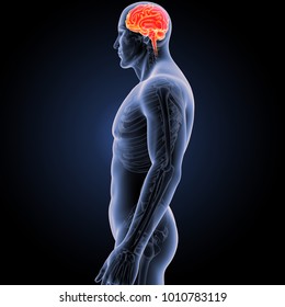 Human Brain Lateral View 3d Illustration Stock Illustration 1010783119 ...