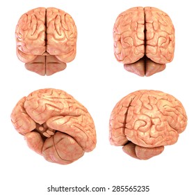Human Brain Model Isolated Stock Illustration 285565235 | Shutterstock