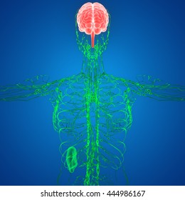 Human Brain Nerves Lymph Nodes Anatomy 스톡 일러스트 444986167 | Shutterstock