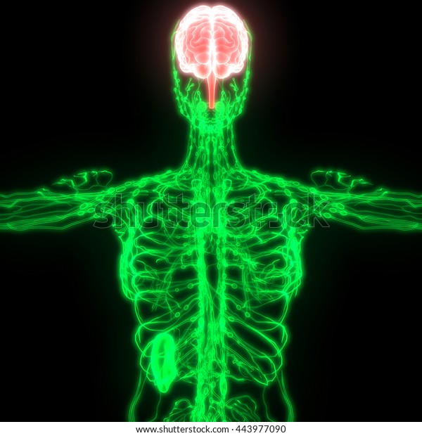 Human Brain Nerves Lymph Nodes Anatomy Stock Illustration 443977090 ...