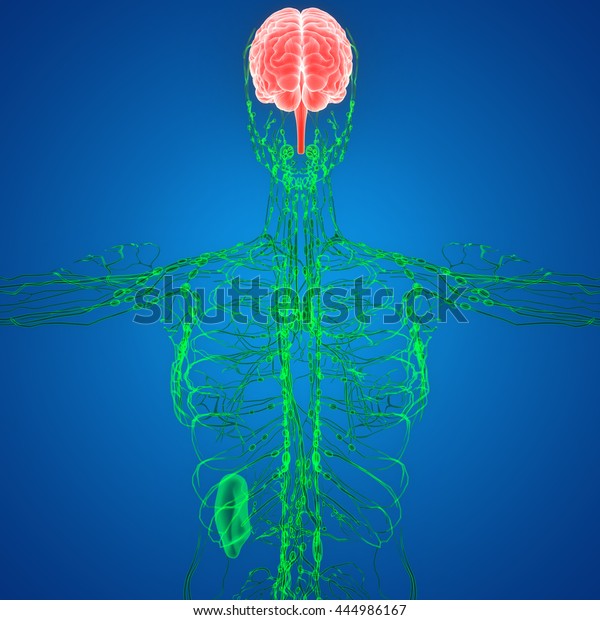 Human Brain Nerves Lymph Nodes Anatomy Stock Illustration 444986167 ...