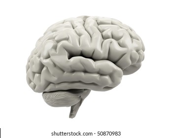 87,072 Human brain white background Images, Stock Photos & Vectors ...