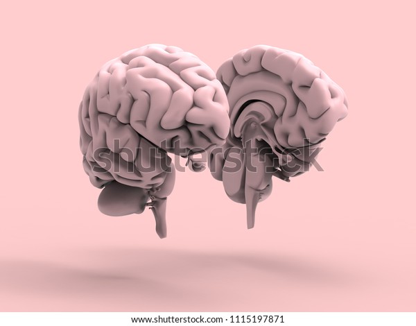 Human Brain Pastel 3d Render Stock Illustration 1115197871 | Shutterstock