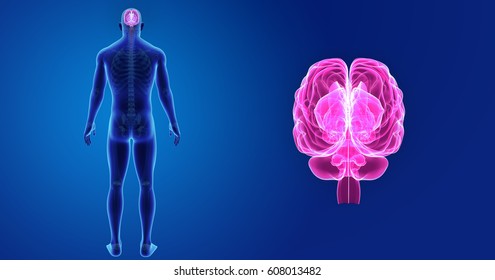 Human Brain Posterior View 3d Illustration 스톡 일러스트 608013533 | Shutterstock