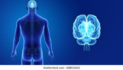 Human Brain Posterior View 3d Illustration Stock Illustration 608013632 ...