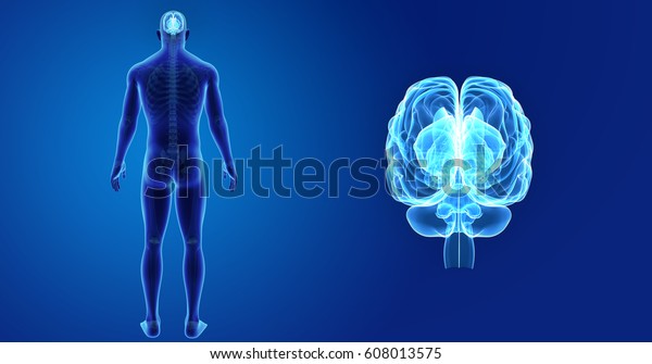 Human Brain Posterior View 3d Illustration Stock Illustration 608013575 ...