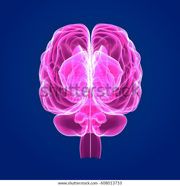 Human Brain Posterior View 3d Illustration: ภาพประกอบสต็อก 608013710 ...