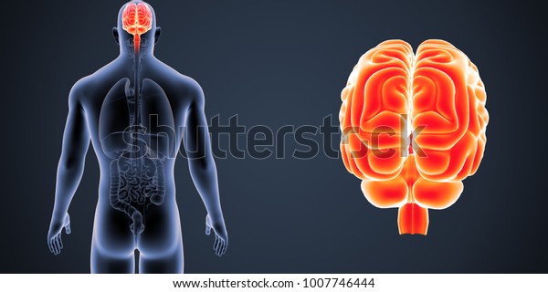 Human Brain Posterior View Closeup 3d Stock Illustration 1007746444 ...