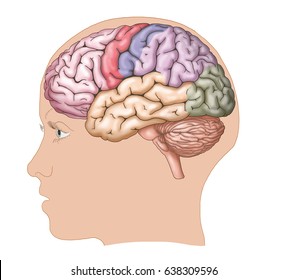 Human Brain Side View Stock Illustration 638309596 | Shutterstock