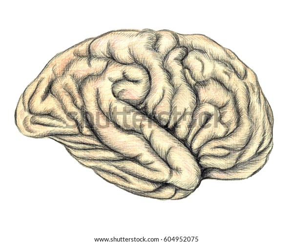 Human Brain Side View Hand Drawn Stock Illustration 604952075