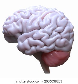 Human Brain Stem 3d Model Stock Illustration 2086038283 | Shutterstock