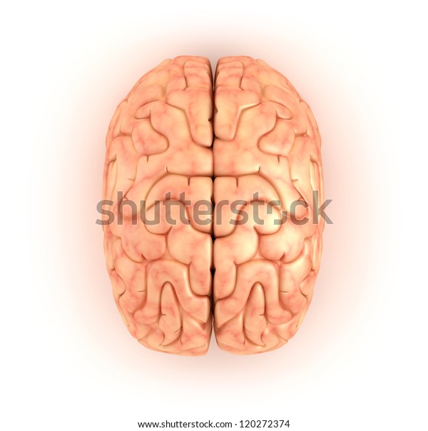 Human Brain Top View Stock Illustration 120272374