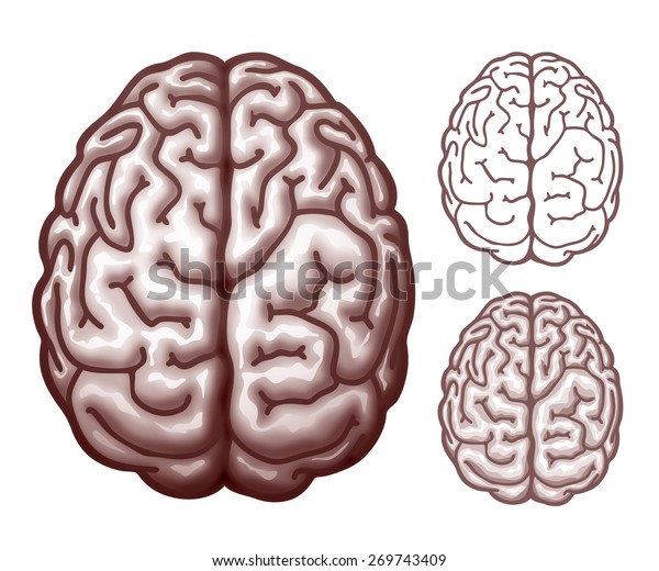 Human Brain Top View Transparency Used Stock Illustration 269743409