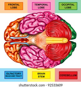 Human Brain Underside View Stock Illustration 92533609 | Shutterstock