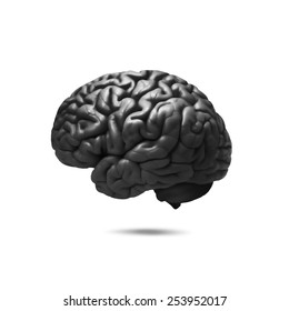 Human Brain White Background Stock Illustration 253952017