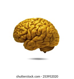 Human Brain Isolated White Background Stock Illustration 379177288 ...