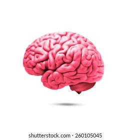 El cerebro humano. Órgano interno, anatomía.: vector de stock (libre de ...
