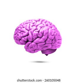Human Brain Isolated White Background Stock Illustration 379177306
