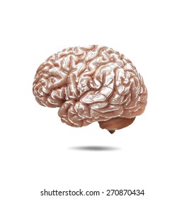 Human Brain White Background 스톡 일러스트 270870434 | Shutterstock