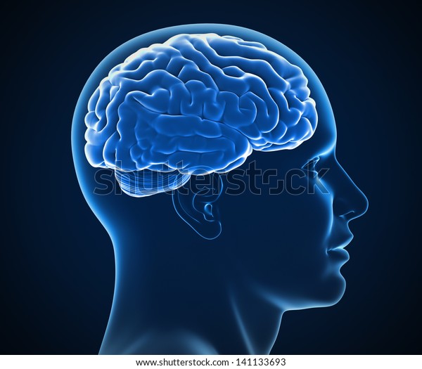 Human Brain Xray: ilustrações stock 141133693 | Shutterstock