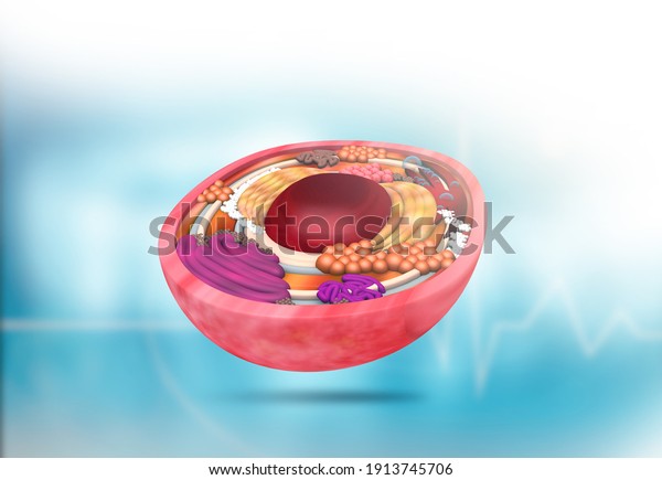 Human Cell Anatomy Cross Section 3d: стоковая иллюстрация, 1913745706 ...