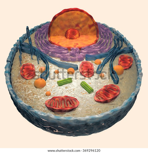 Human Cell Model Top Stock Illustration 369296120 | Shutterstock
