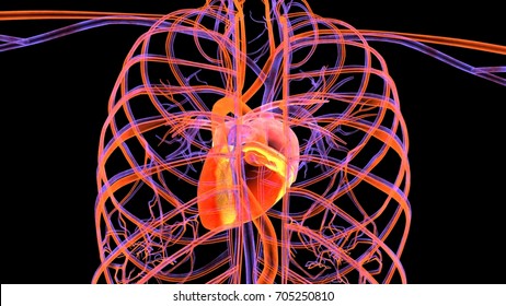 Human Circulatory System 3d Render Stock Illustration 705250810 ...