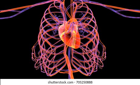 Human Circulatory System 3d Render Stock Illustration 705250888