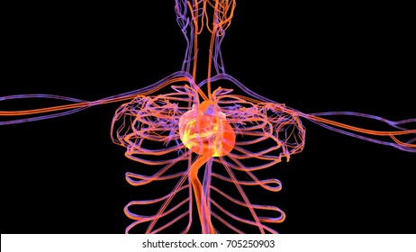Human Circulatory System 3d Render 스톡 일러스트 702353383 | Shutterstock
