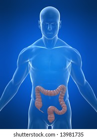 Human Colon Stock Illustration 19989184
