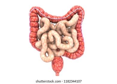 Human Colon 3d Render Stock Illustration 1182344107 | Shutterstock