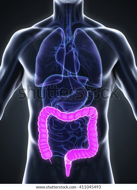 Human Colon Anatomy 3d Rendering Stock Illustration 411045493