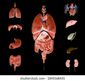 Human Complete Internal Organs Anatomy 3d Stock Illustration 1845568435 ...