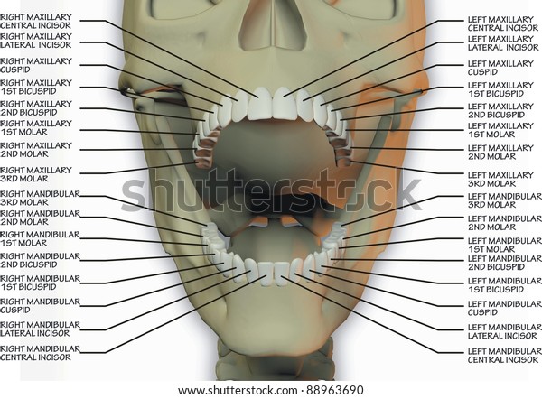 Human Dental Schematic Stock Illustration 88963690 | Shutterstock