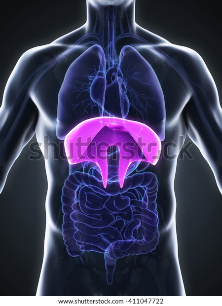 Human Diaphragm Anatomy 3d Rendering Stock Illustration 411047722