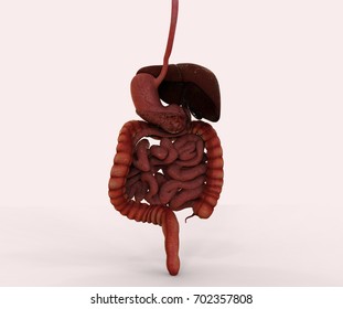 Human Digestive System 3d Render Stock Illustration 702357808 ...