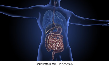34,342 Human body organs blue Images, Stock Photos & Vectors | Shutterstock