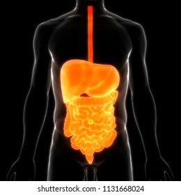 Human Digestive System Anatomy 3d Stock Illustration 1131668024 ...