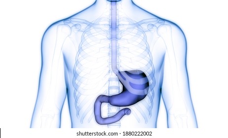 Human Digestive System Anatomy 3d Stock Illustration 1880222002 ...