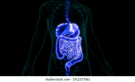 34,342 Human body organs blue Images, Stock Photos & Vectors | Shutterstock