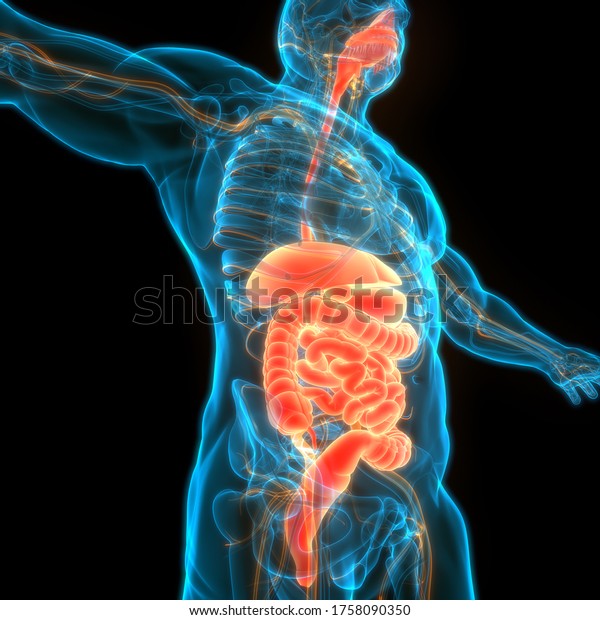 Human Digestive System Anatomy 3d Stock Illustration 1758090350