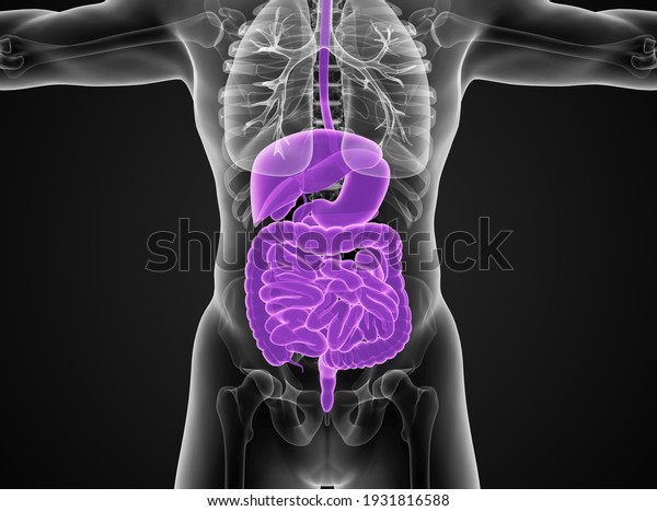 Human Digestive System Anatomy 3d Stock Illustration 1931816588 ...
