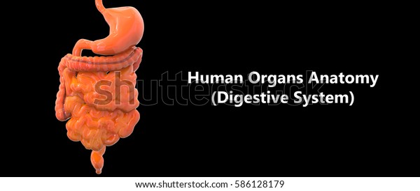 Human Digestive System Anatomy 3d Stock Illustration 586128179 ...