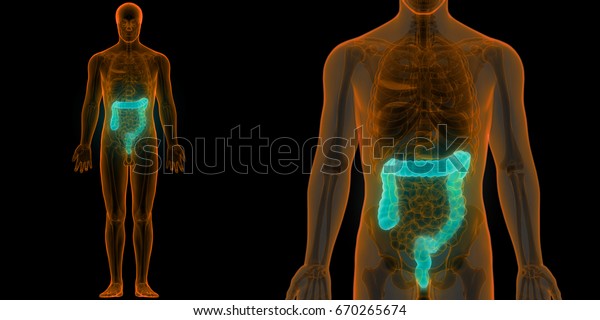 Human Digestive System Anatomy Large Intestine Stock Illustration ...