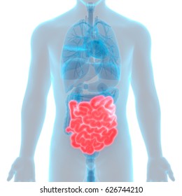 Human Digestive System Anatomy Small Intestine Stock Illustration ...