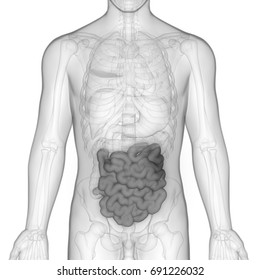 Human Digestive System Anatomy Small Intestine Stock Illustration ...