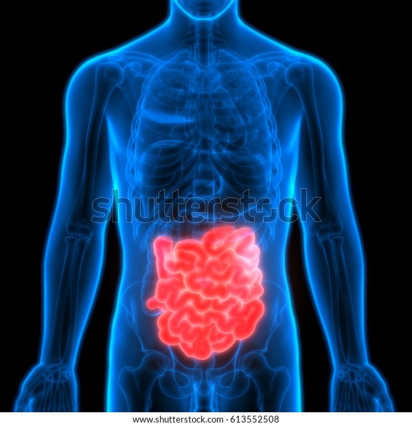Human Digestive System Anatomy Small Intestine Stock Illustration 613552508