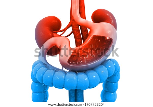 Human Digestive System Cross Section On Stock Illustration 1907728204 ...